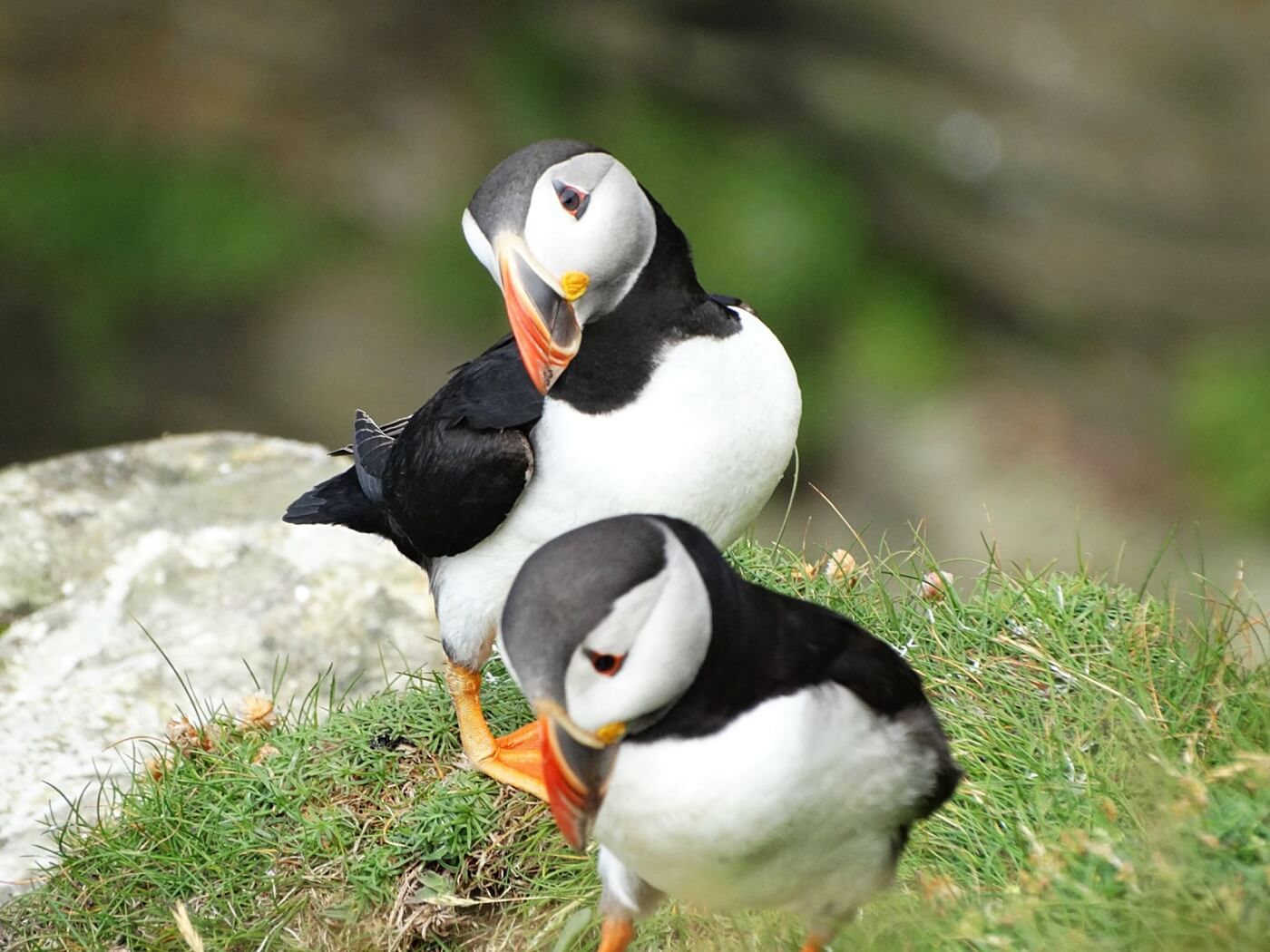Puffin in Scozia: dove e quando vedere la pulcinella di mare ...