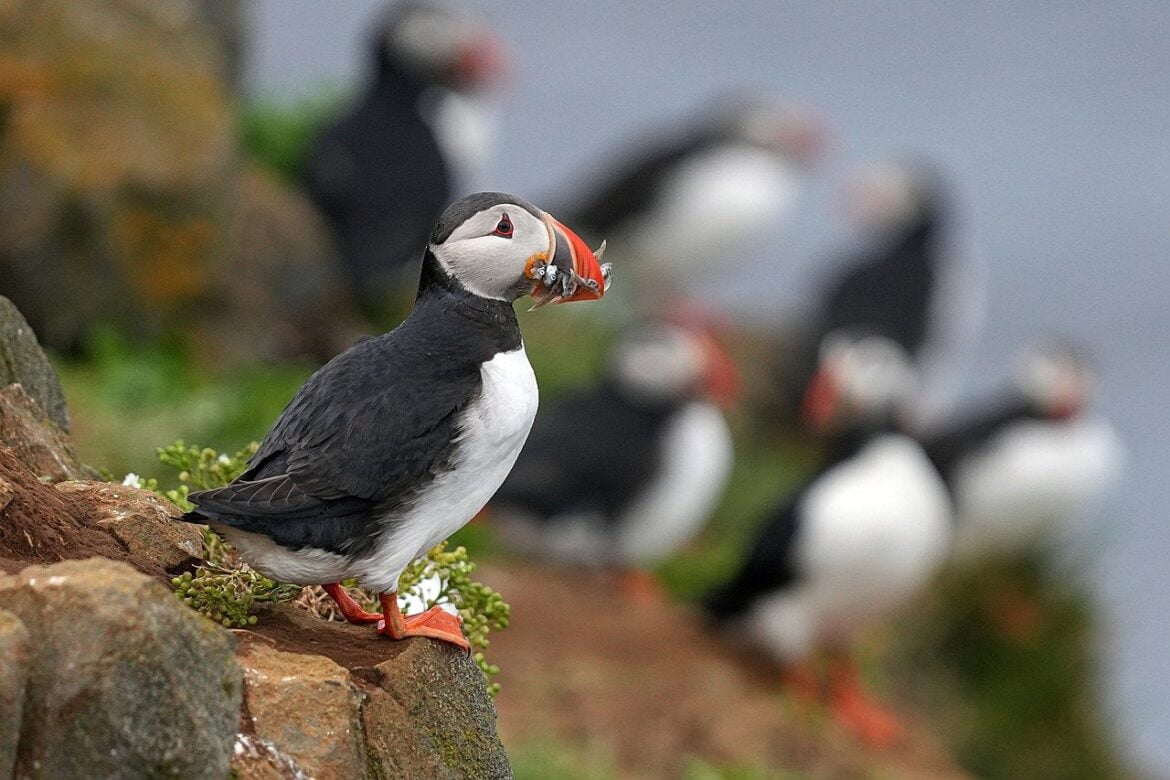 Puffin in Scozia: dove e quando vedere il pulcinella di mare ...